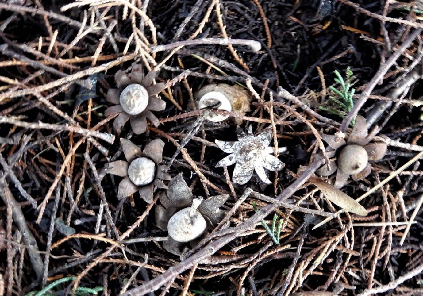 A rare fungus find: Daisy Earthstar (Geastrum floriforme) by Anthony ...