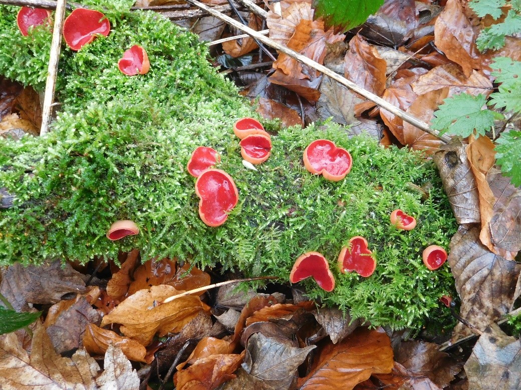 Spring is almost in the air by Tony Carter – Other Services